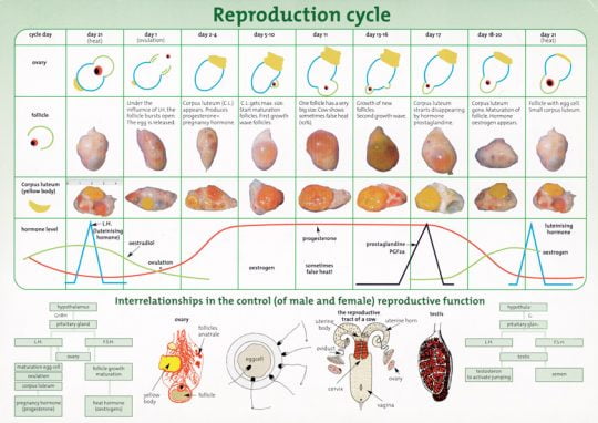 Cattle information charts - Veepro Holland