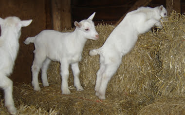 Breeds - Veepro Holland