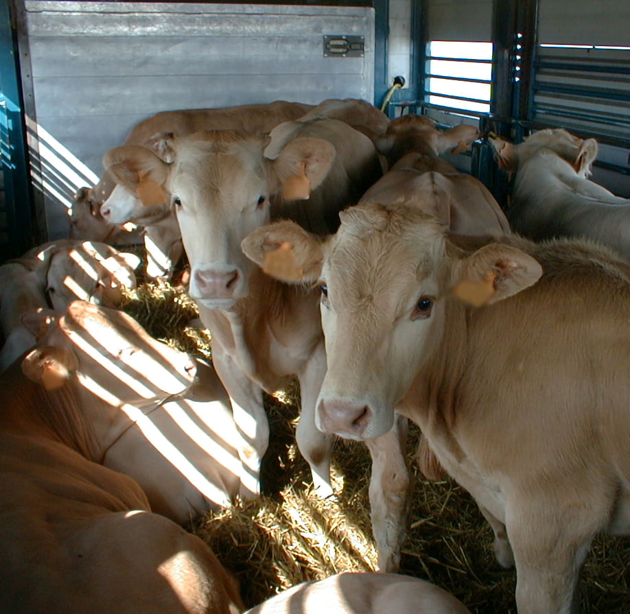 Gallery - Veepro Holland