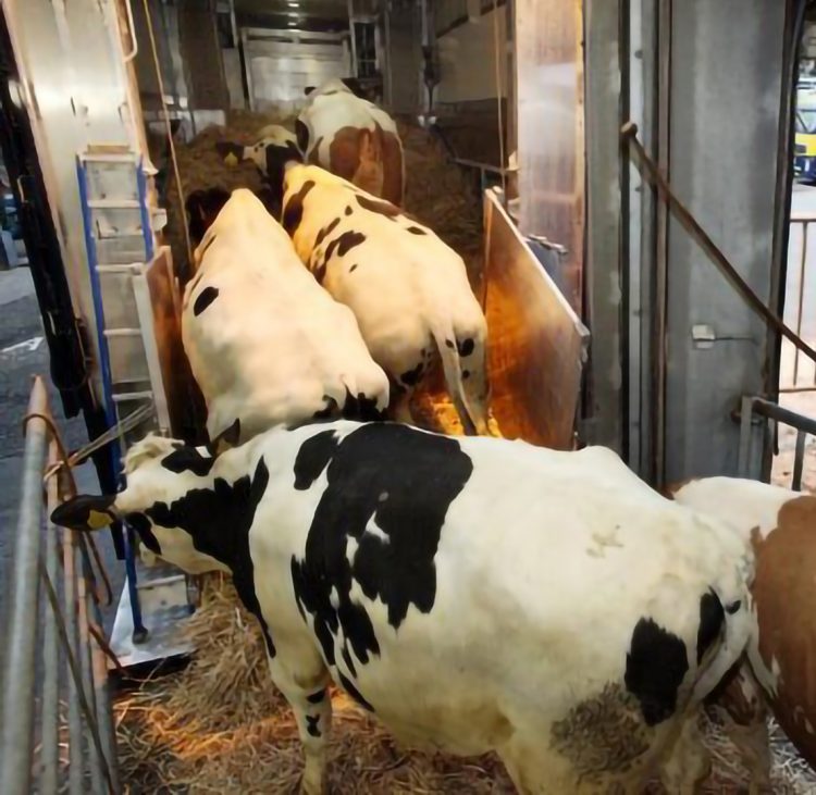 Export - Veepro Holland